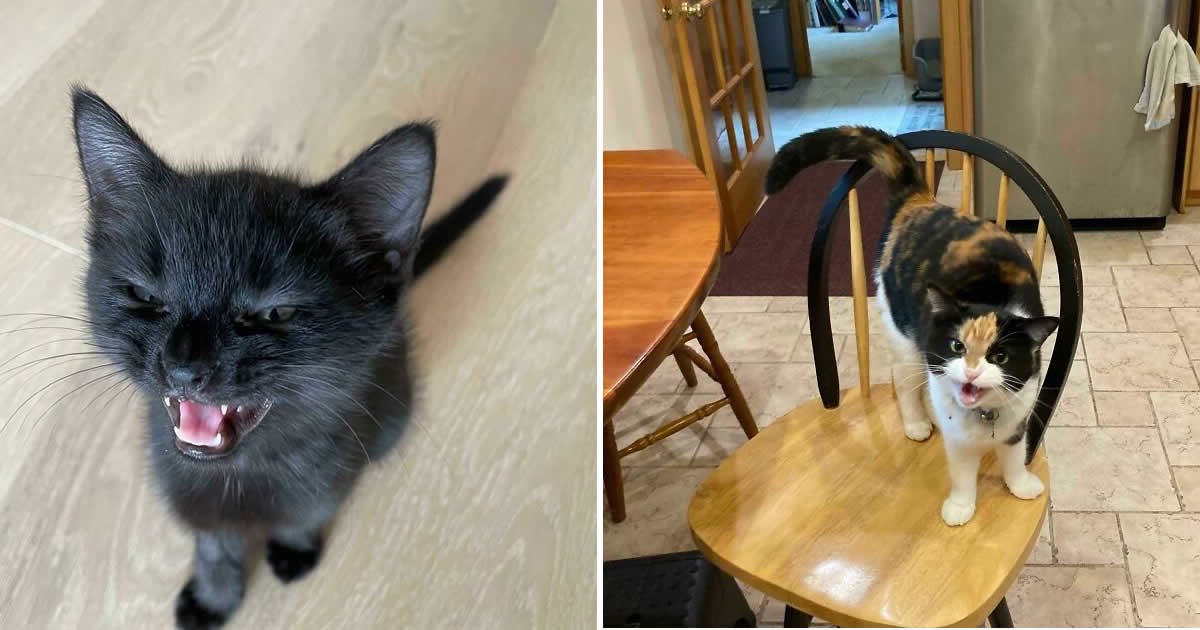 26 melhores fotos de gatos miando, uma arte que só eles sabe fazer ...