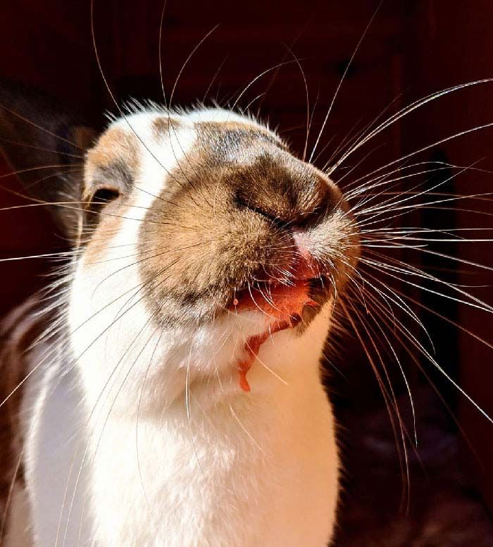 24 memes e piadas sobre coelhos que mostram que eles não são tão doces ...