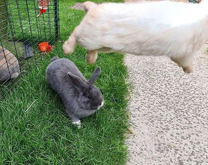 24 memes e piadas sobre coelhos que mostram que eles não são tão doces ...