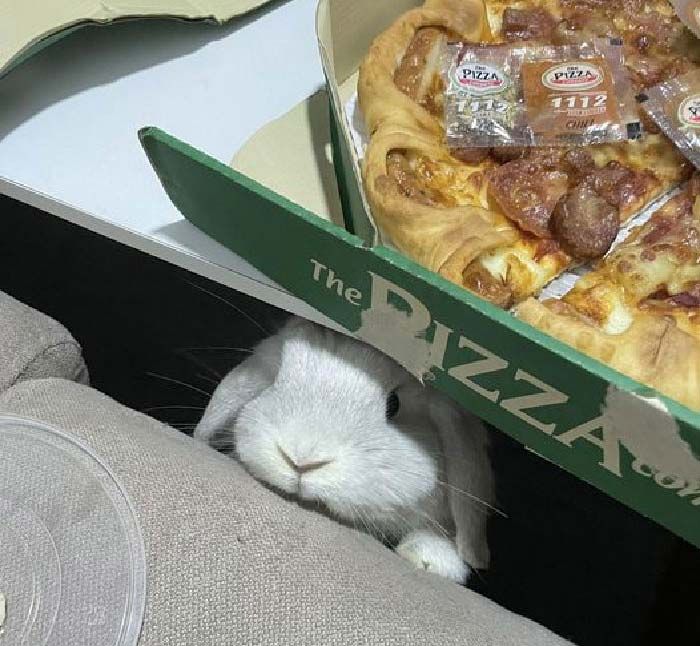 24 memes e piadas sobre coelhos que mostram que eles não são tão doces ...