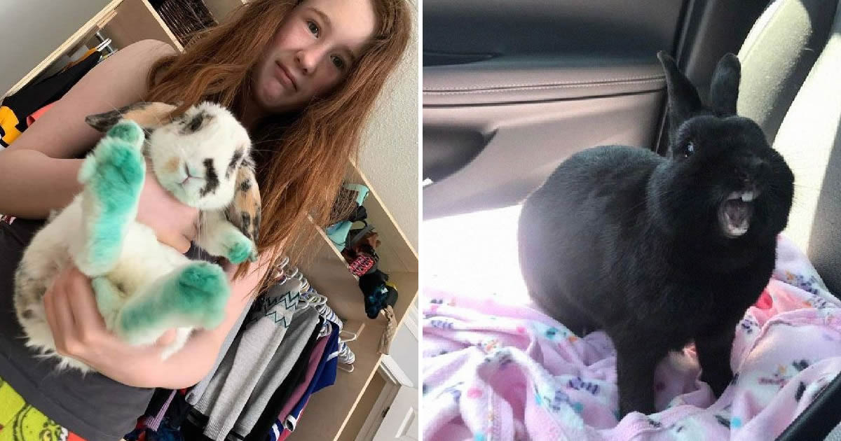 24 memes e piadas sobre coelhos que mostram que eles não são tão doces ...