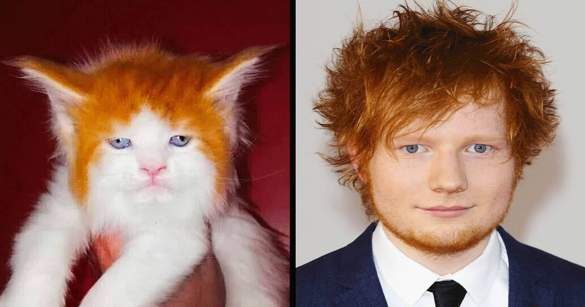 Animais que se parecem com celebridades - Tediado
