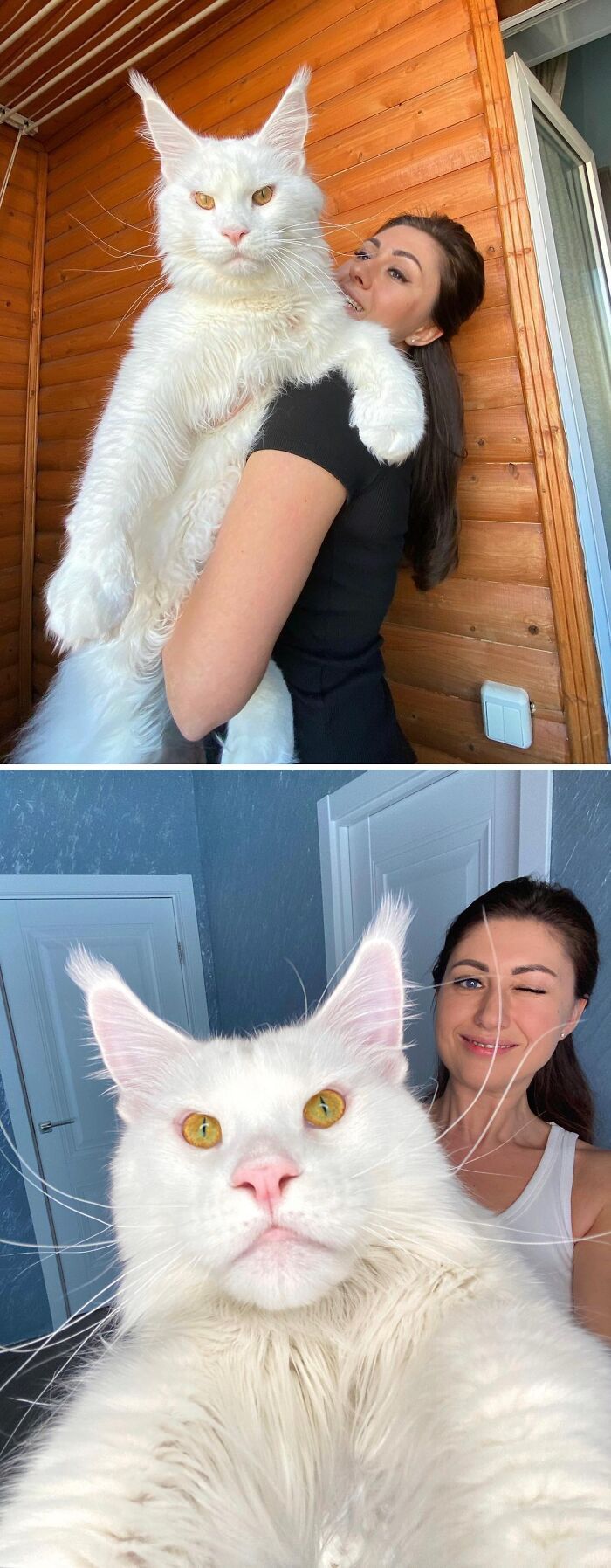 38 fotos ridiculamente impressionantes do gato Maine Coon que você ...