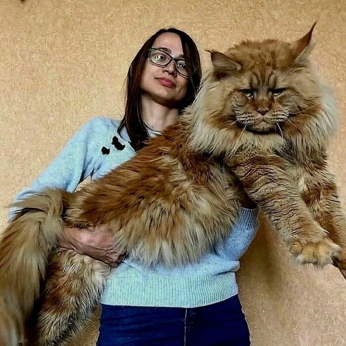 38 fotos ridiculamente impressionantes do gato Maine Coon que você ...