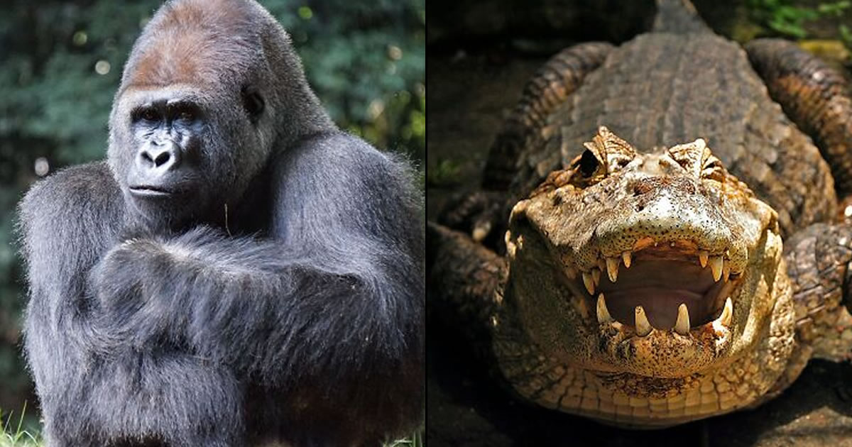 26 animais mais durões do mundo - Tediado