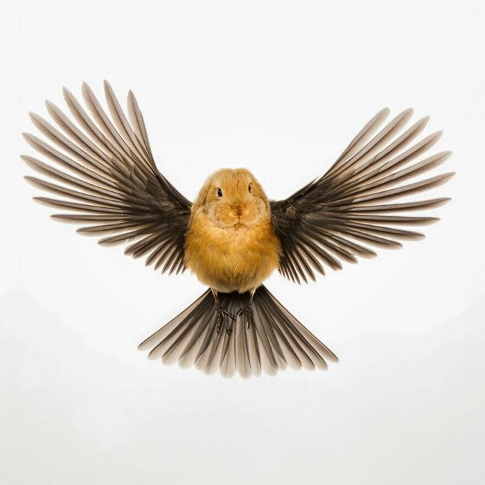 O artista por trás de Pixelmated Animals: Transformando tédio em ...