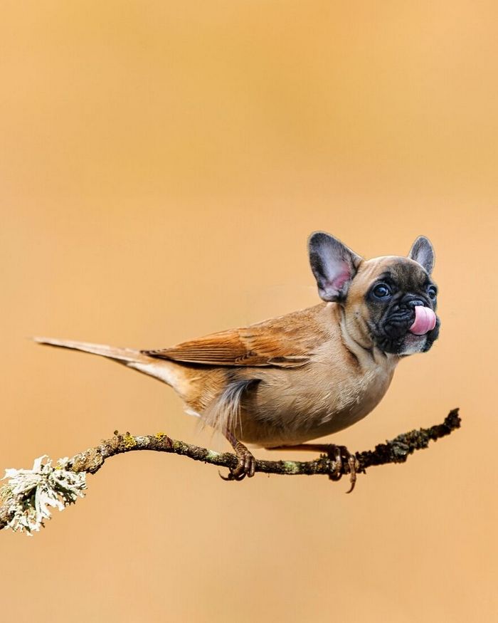 O artista por trás de Pixelmated Animals: Transformando tédio em ...