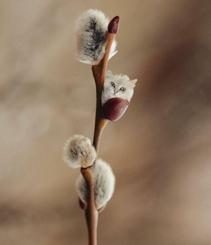 O artista por trás de Pixelmated Animals: Transformando tédio em ...