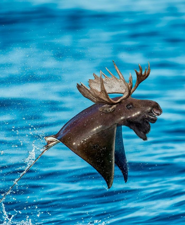 O artista por trás de Pixelmated Animals: Transformando tédio em ...