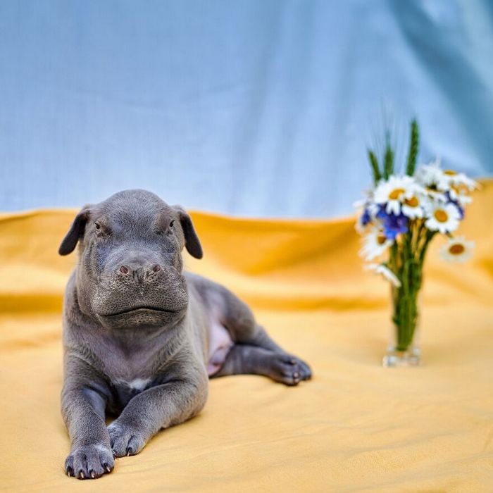 O artista por trás de Pixelmated Animals: Transformando tédio em ...