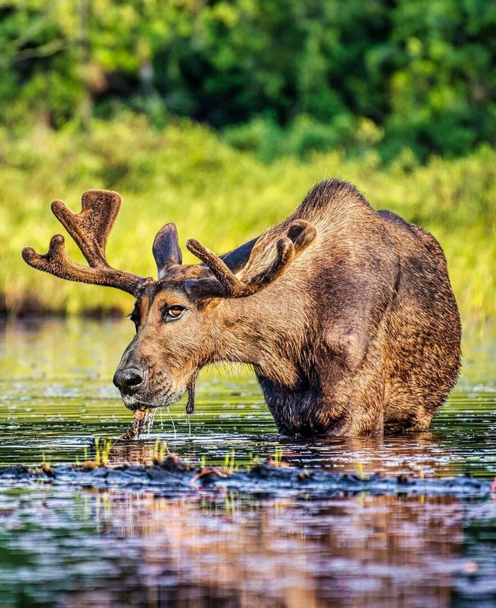 O artista por trás de Pixelmated Animals: Transformando tédio em ...