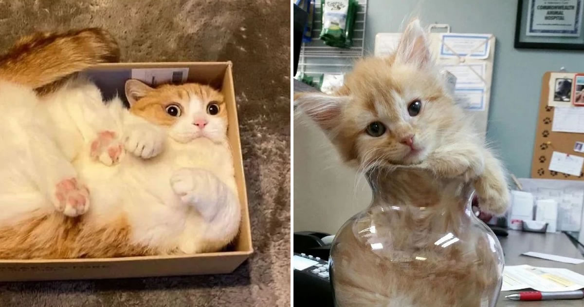 17 gatos que não conseguem resistir a espaços pequenos e aconchegantes ...