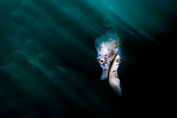 O mundo subaquático através das lentes de Daniel Sly (30 fotos) - Tediado