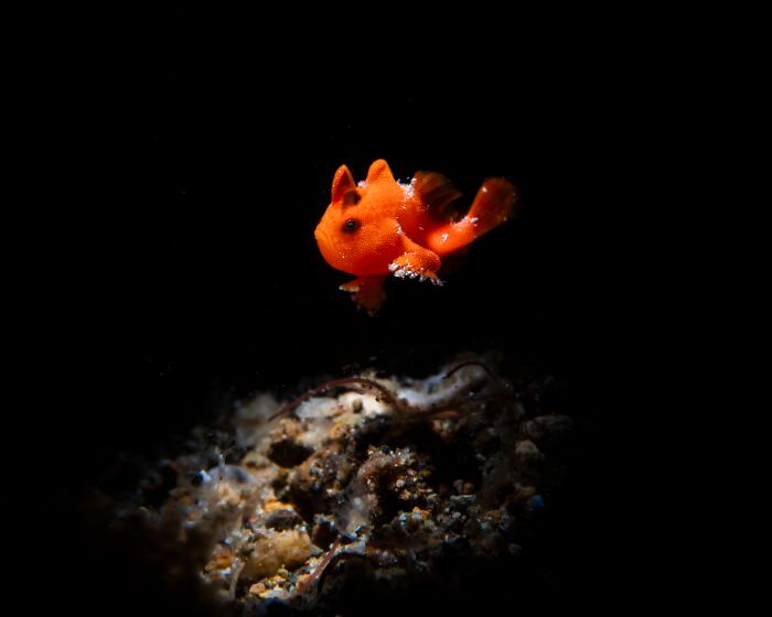 O mundo subaquático através das lentes de Daniel Sly (30 fotos) - Tediado