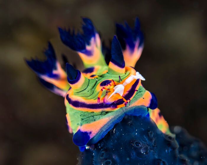 O mundo subaquático através das lentes de Daniel Sly (30 fotos) - Tediado