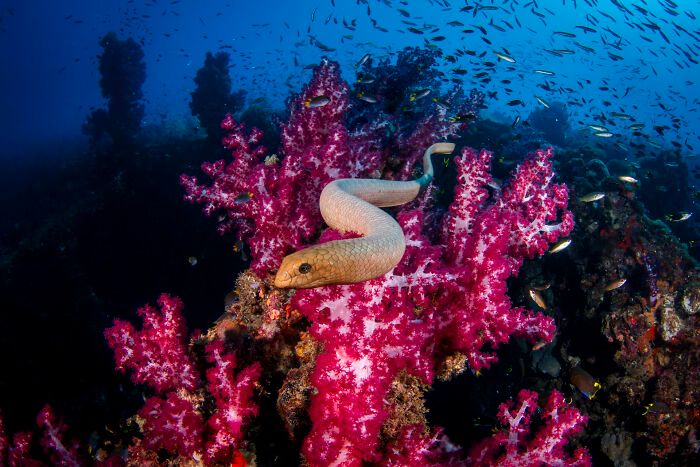 O mundo subaquático através das lentes de Daniel Sly (30 fotos) - Tediado