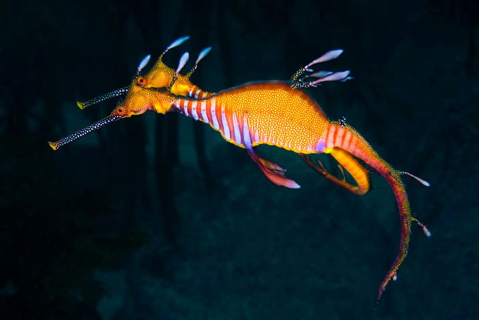 O mundo subaquático através das lentes de Daniel Sly (30 fotos) - Tediado