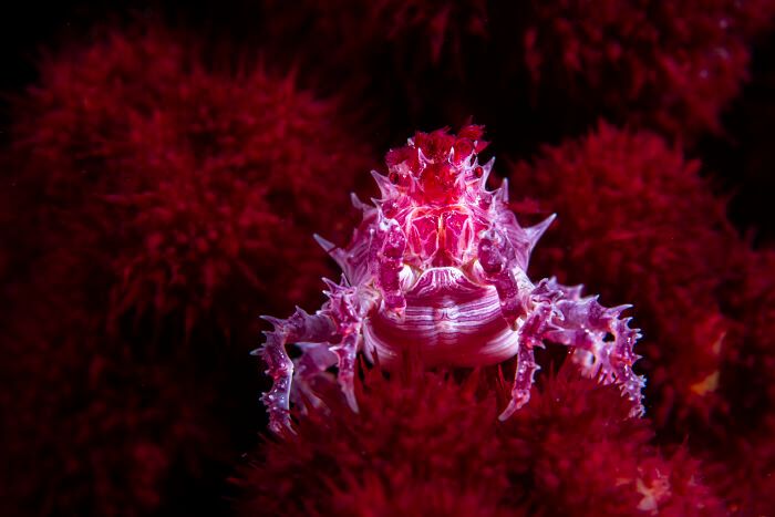 O mundo subaquático através das lentes de Daniel Sly (30 fotos) - Tediado