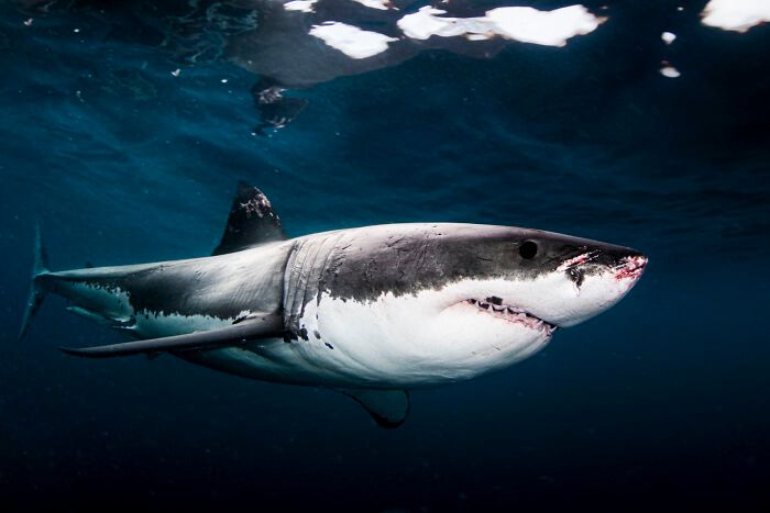 O mundo subaquático através das lentes de Daniel Sly (30 fotos) - Tediado