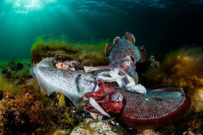 O mundo subaquático através das lentes de Daniel Sly (30 fotos) - Tediado