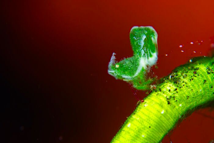 O mundo subaquático através das lentes de Daniel Sly (30 fotos) - Tediado