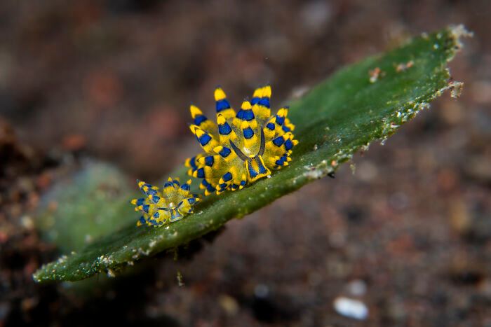 O mundo subaquático através das lentes de Daniel Sly (30 fotos) - Tediado