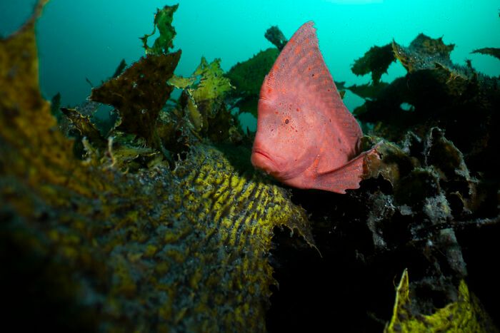 O mundo subaquático através das lentes de Daniel Sly (30 fotos) - Tediado